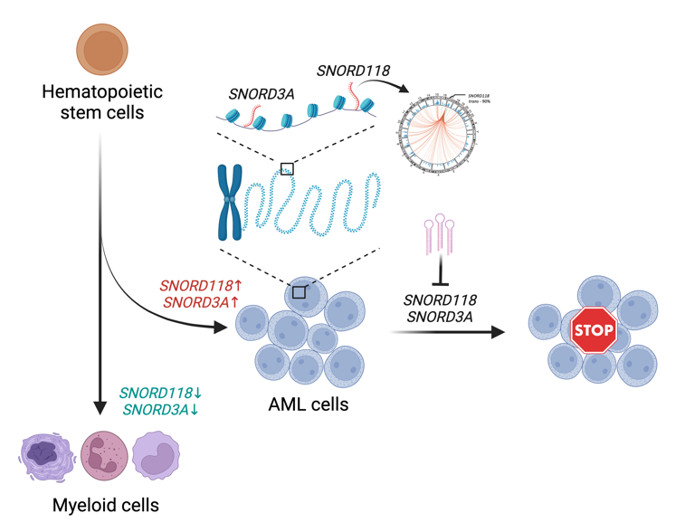 New Insights into Molecular Determinants of Leukemia Development and ...