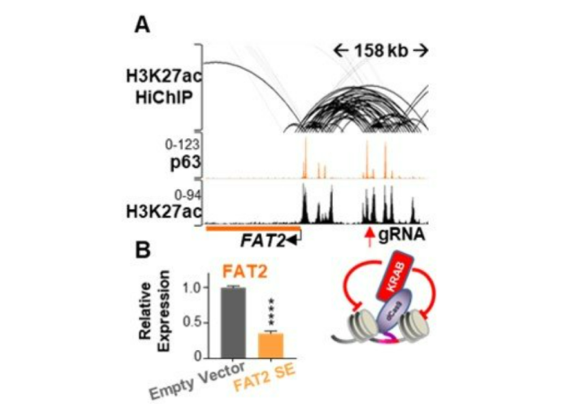 Molecular Cancer Epigenetics | RBCT