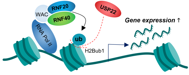 Inflammation-Driven Tumorigenesis | RBCT