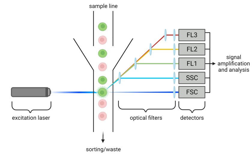 Flow Cytometry (FC) | RBCT
