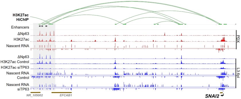 Tumor Cell Plasticity | RBCT